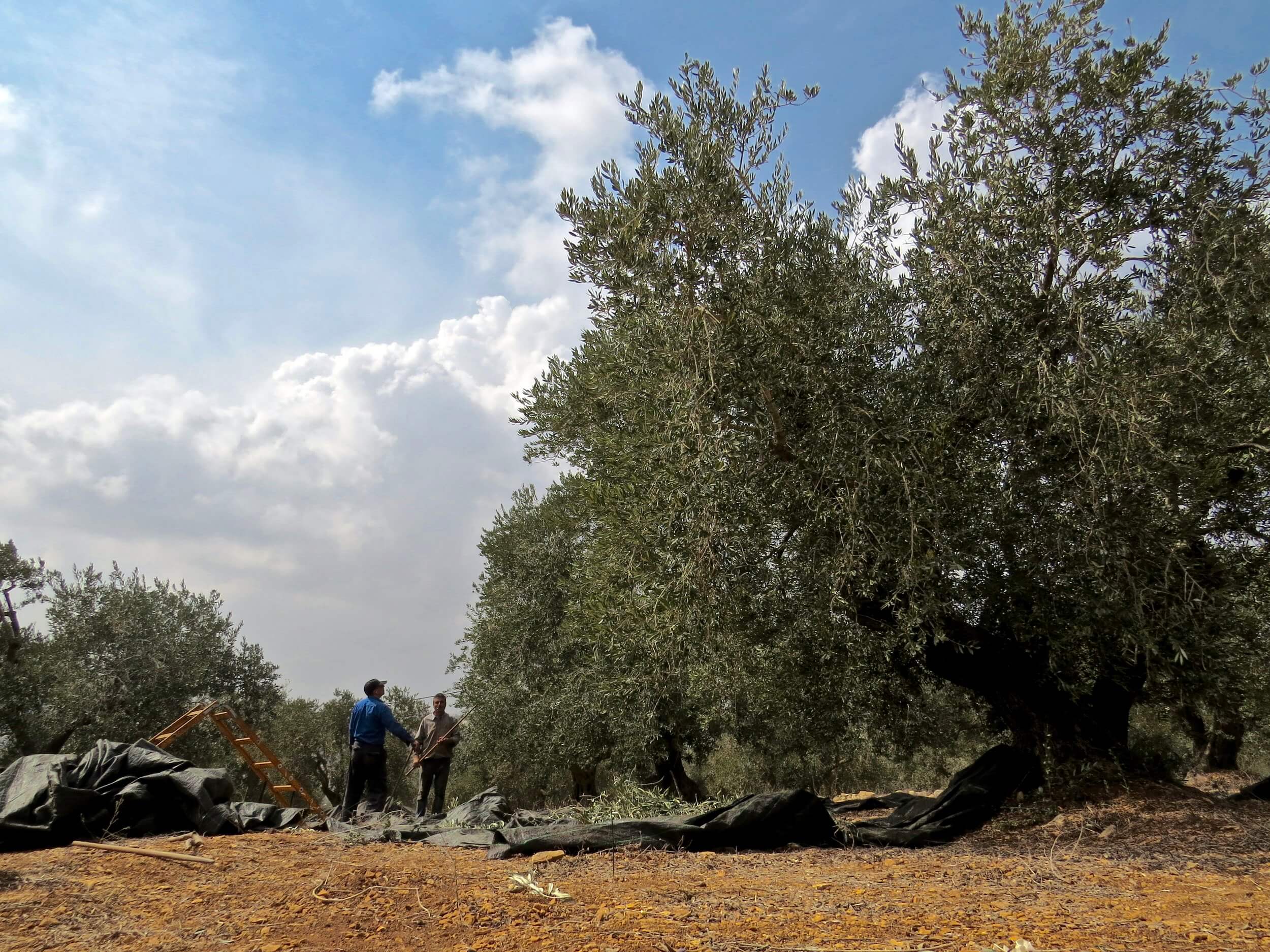 Best of Nablus: Olive Picking in Asira - Tomorrow’s Youth Organization
